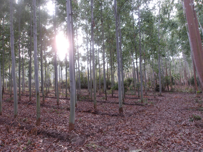 Our agroforestry project in Punjab to sequester carbon emissions
